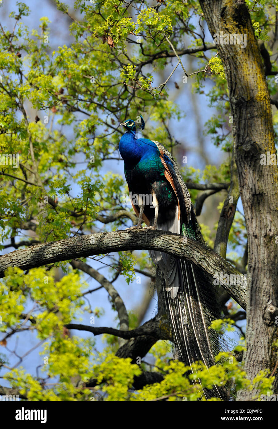 Indian peafowls pavo cristatus hi-res stock photography and images - Alamy