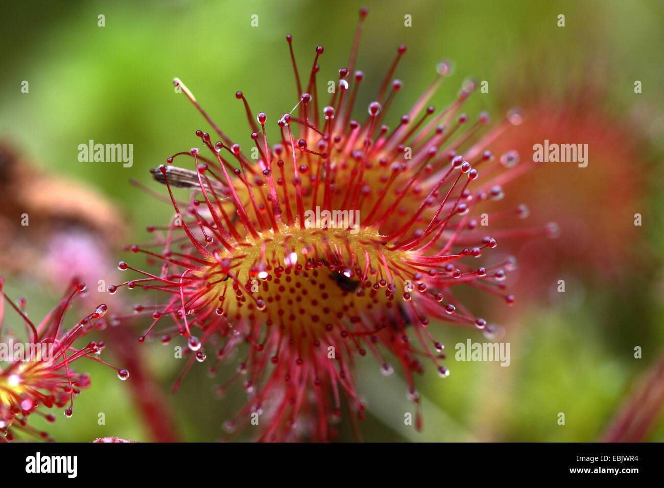 round-leaved sundew, roundleaf sundew (Drosera rotundifolia), leaF for ...