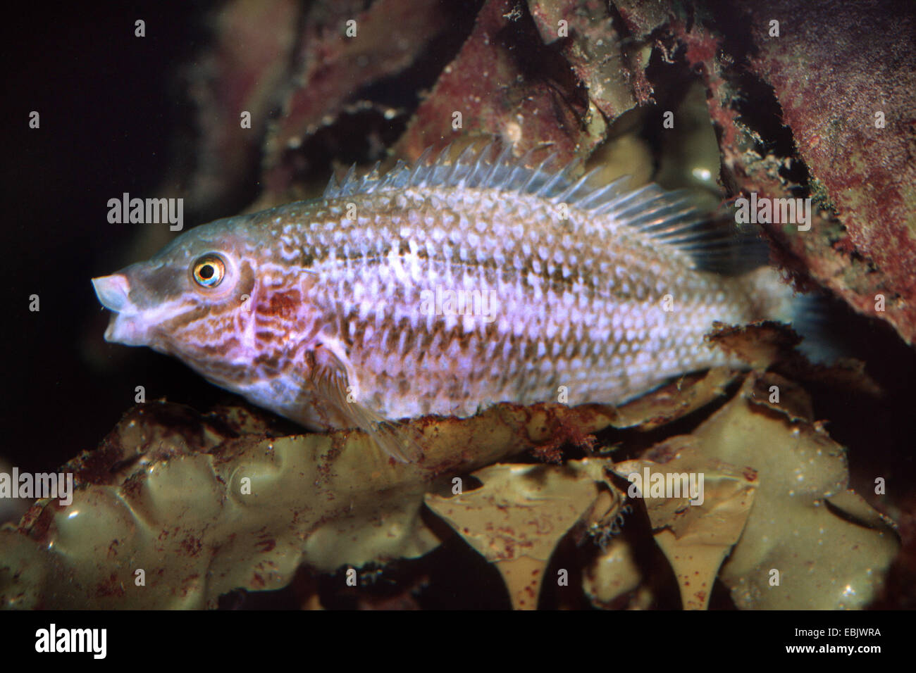 corkwing wrasse (Crenilabrus melops, Symphodus melops Stock Photo - Alamy