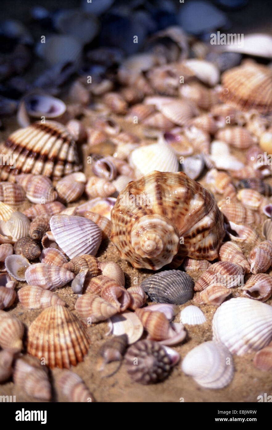 shells at the beach Stock Photo - Alamy