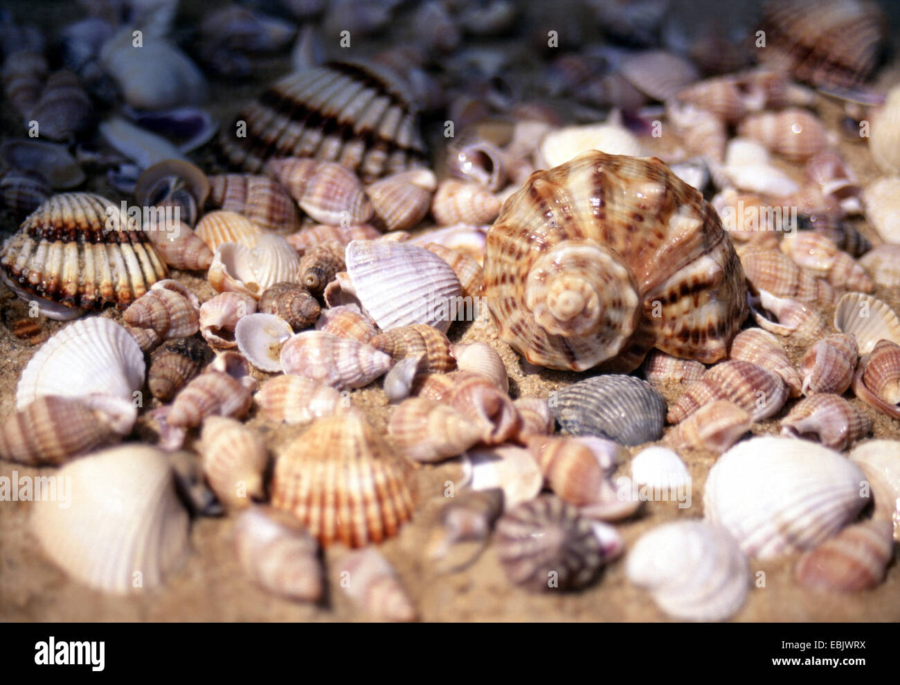 shells at the beach Stock Photo - Alamy