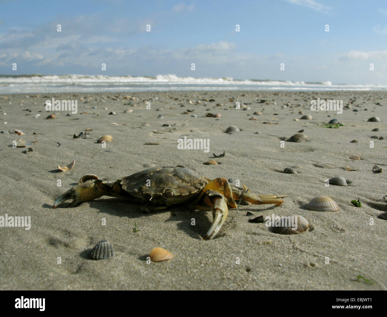 Green shore crab, Green crab, North Atlantic shore crab (Carcinus ...