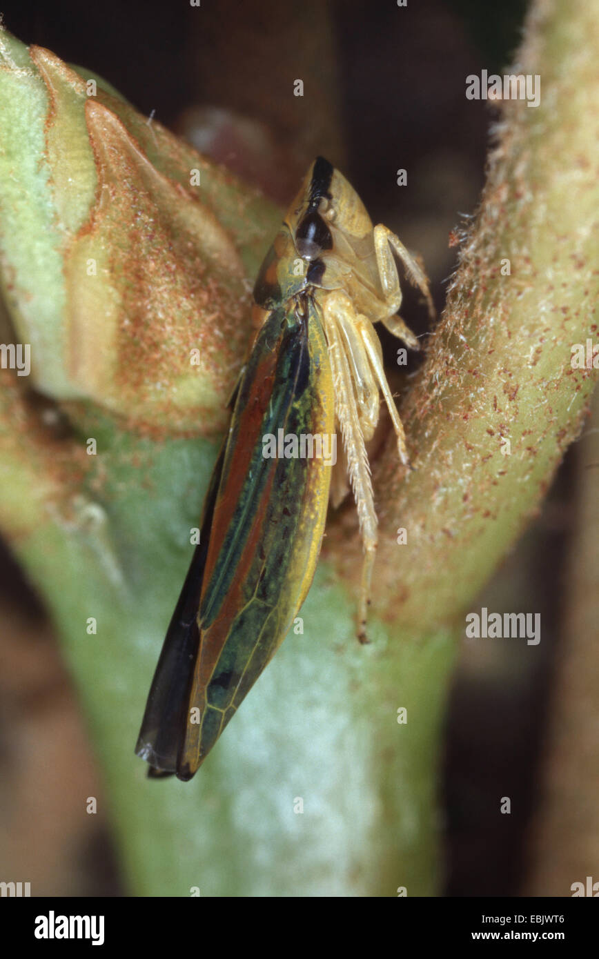 redbanded leafhopper (Graphocephala coccinea, Graphocephala fennahi ...