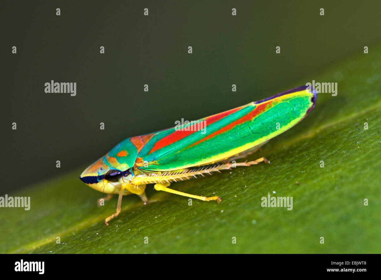 redbanded leafhopper (Graphocephala coccinea, Graphocephala fennahi ...