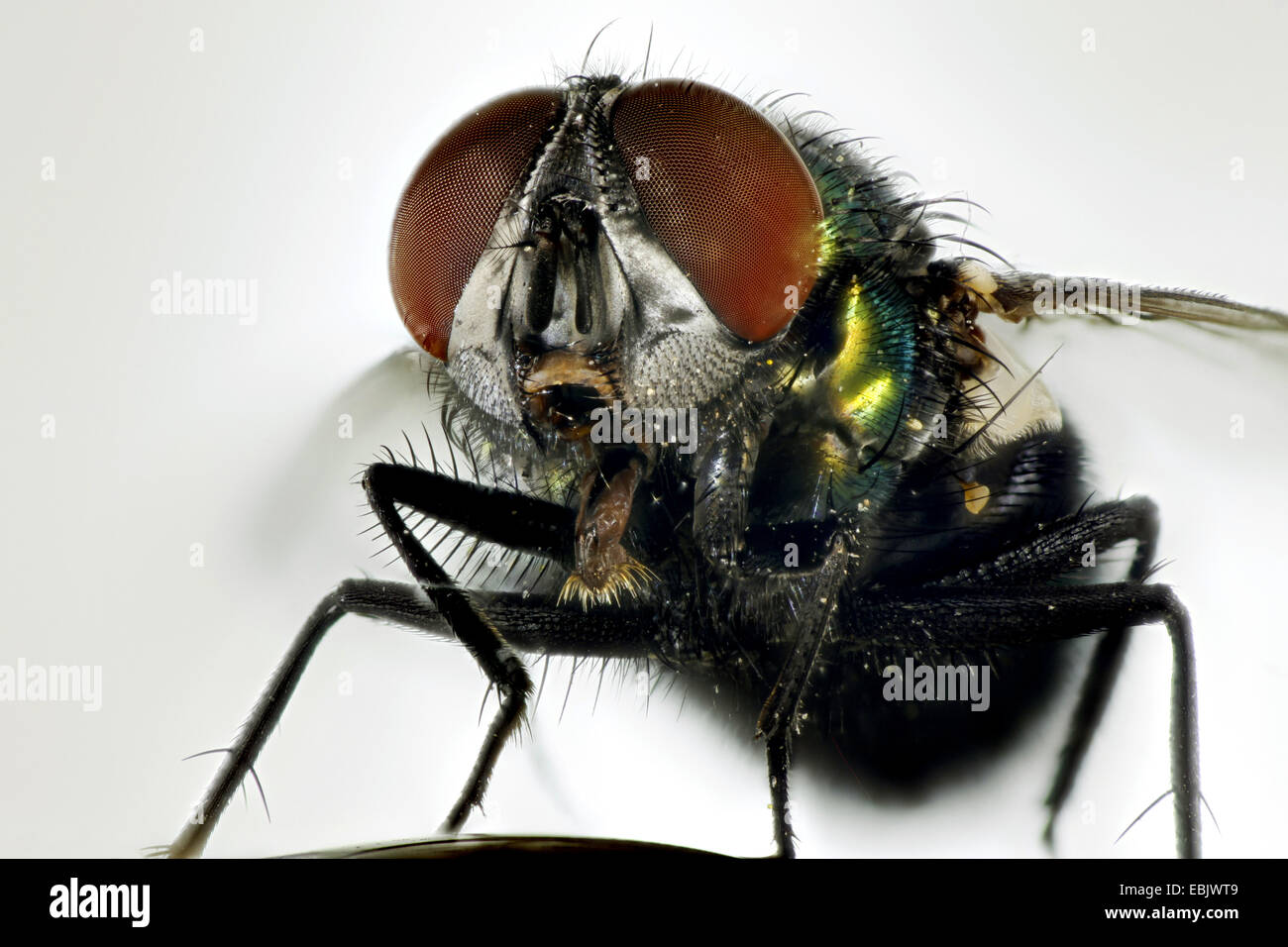 Greenbottle (Lucilia caesar), portrait, Germany Stock Photo - Alamy
