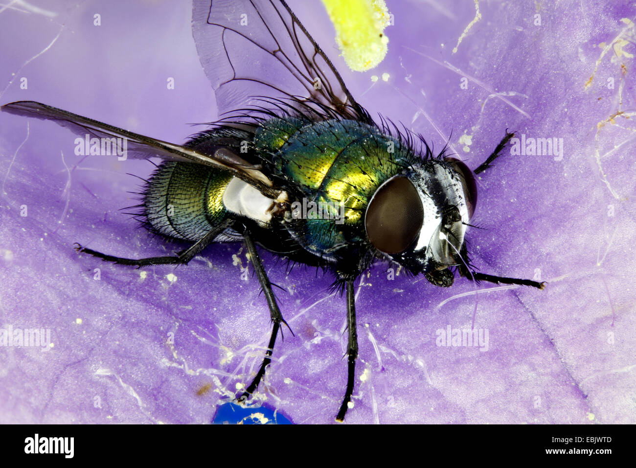 Greenbottle (Lucilia caesar), sittin in a bellflower flower, Germany ...