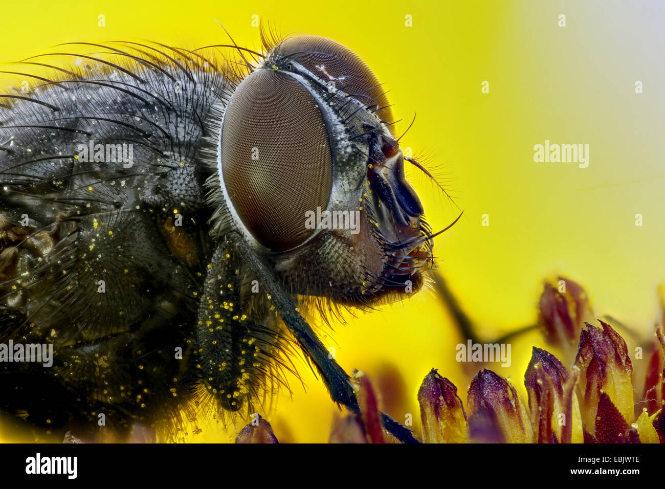 Grey flesh fly hi-res stock photography and images - Alamy
