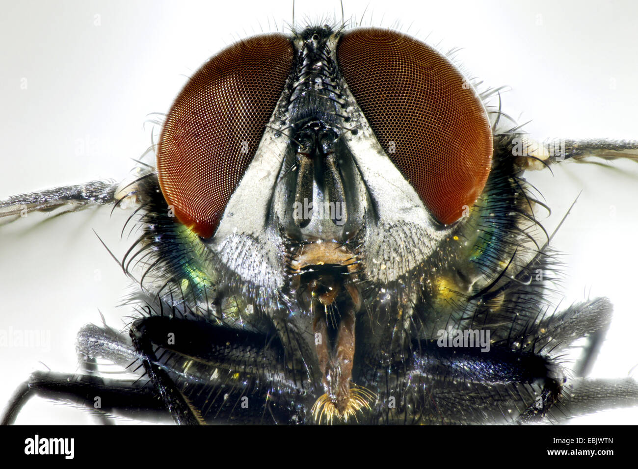 Greenbottle (Lucilia caesar), portrait, Germany Stock Photo - Alamy