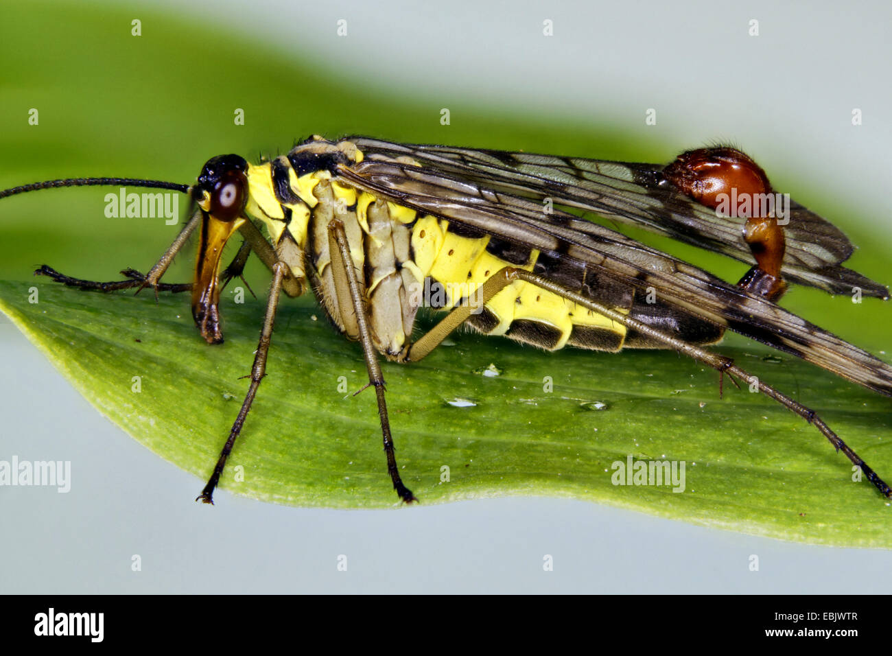 common scorpionfly (Panorpa communis), male sitting on a leaf, Germany ...