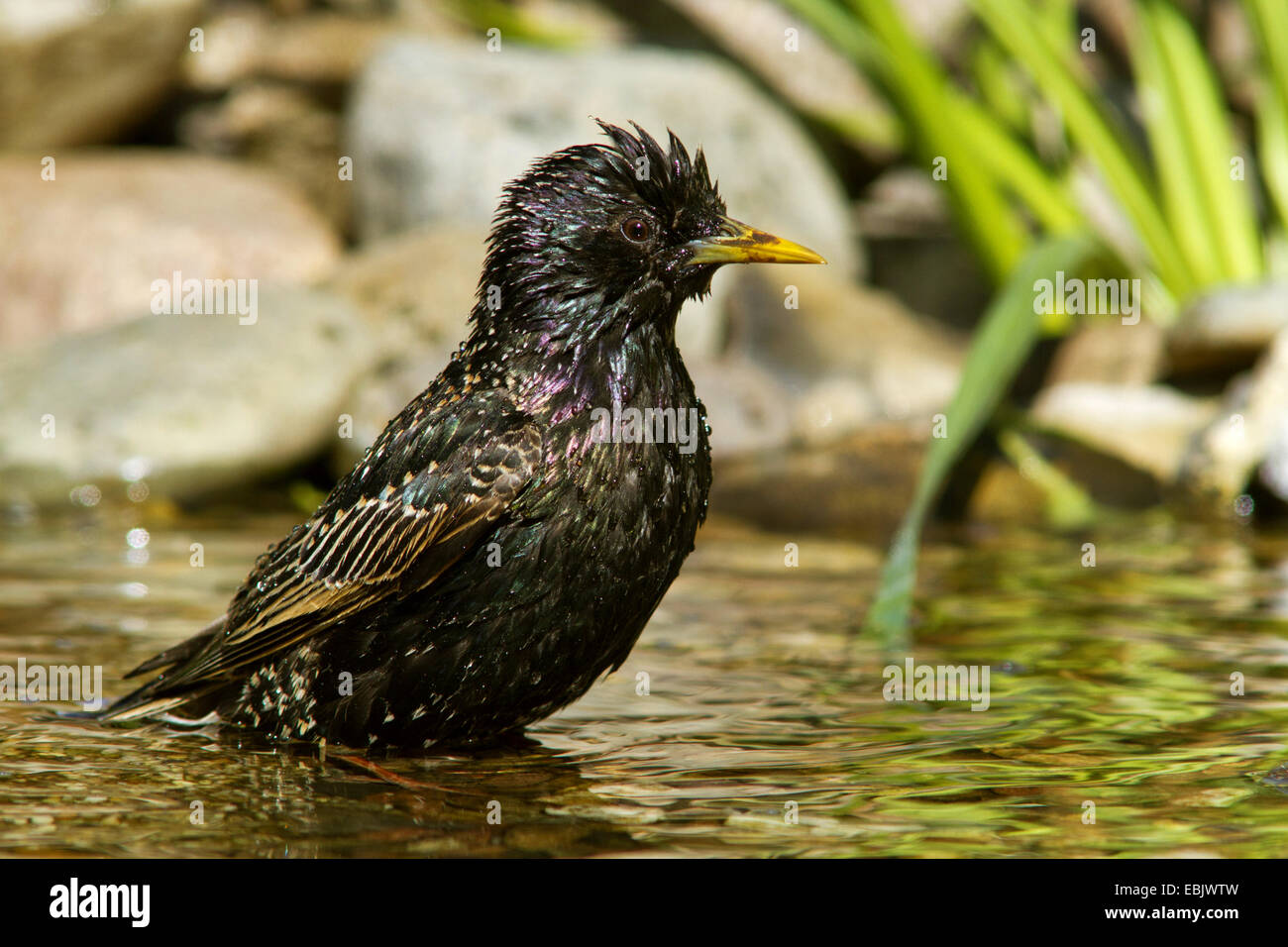 Wet starling hi-res stock photography and images - Alamy