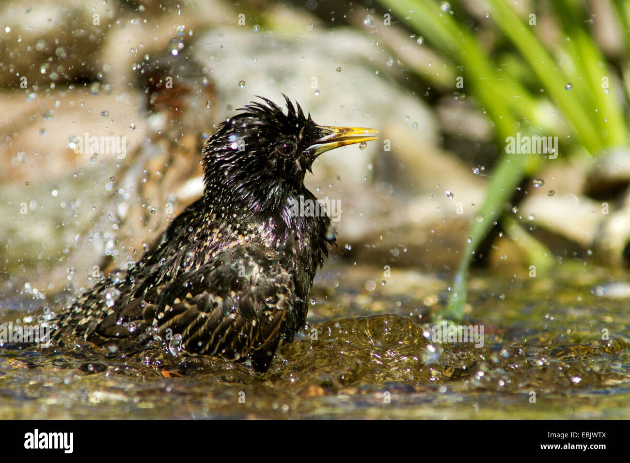 Wet common starling hi-res stock photography and images - Alamy