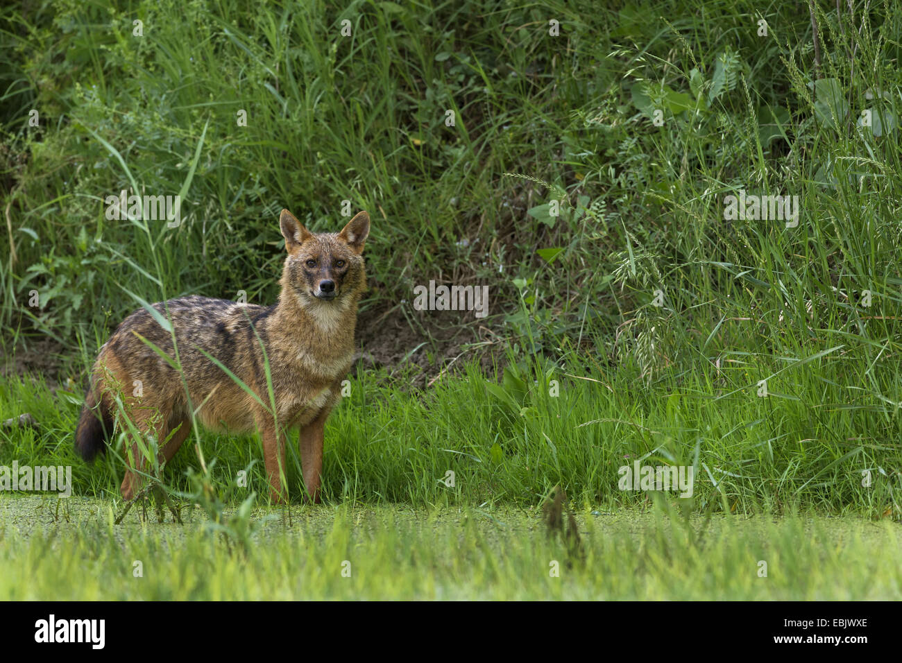 Golden Jackal Europe High Resolution Stock Photography and Images - Alamy