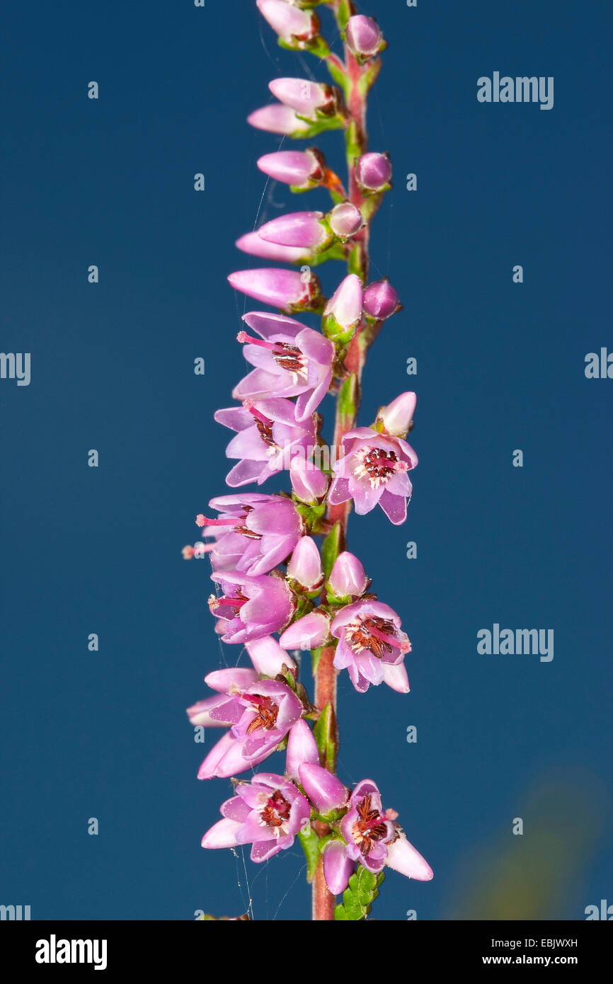 heather, ling (Calluna vulgaris), blooming twig, Germany Stock Photo ...