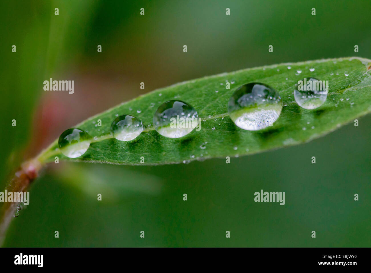 waterdrops on a leaf, Germany Stock Photo - Alamy