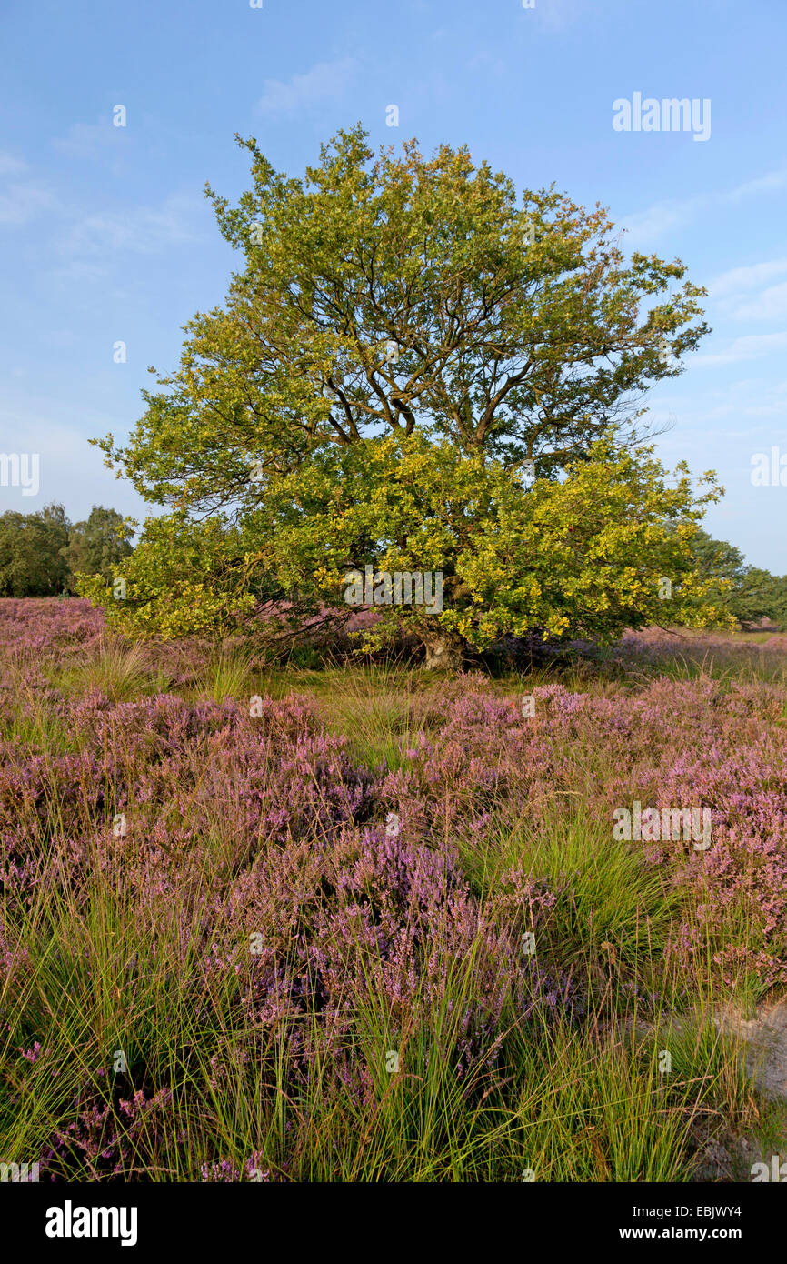 Common Heather, Ling, Heather (Calluna vulgaris), single tree in ...