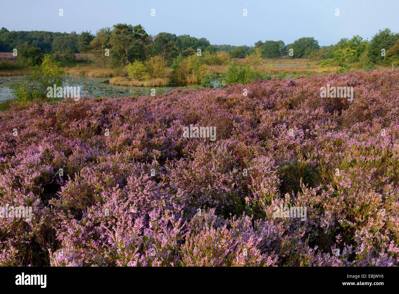 Common Heather, Ling, Heather (Calluna vulgaris), heathland ...