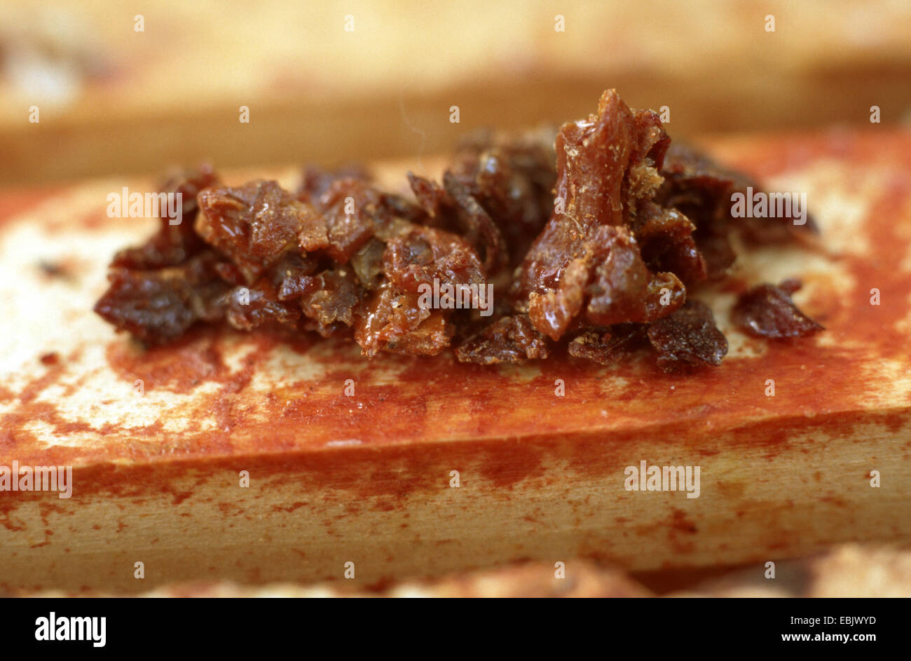 honey bee, hive bee (Apis mellifera mellifera), propolis, Germany Stock ...