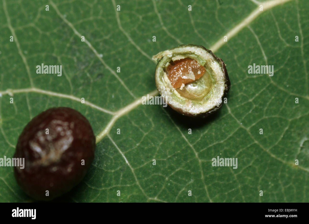 Gall Midge High Resolution Stock Photography and Images - Alamy