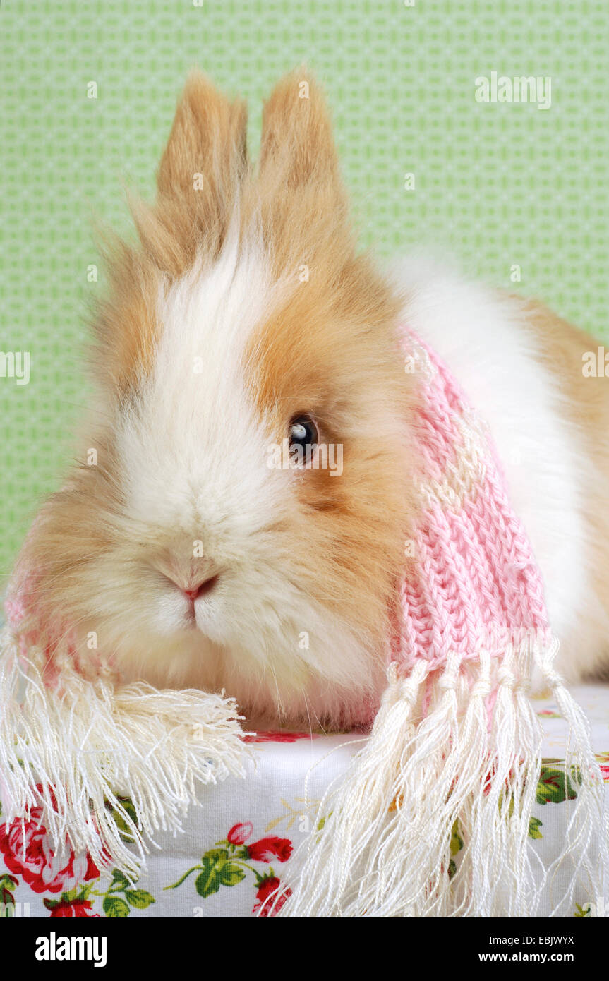Lionhead rabbit (Oryctolagus cuniculus f. domestica), fluffy rabbit ...