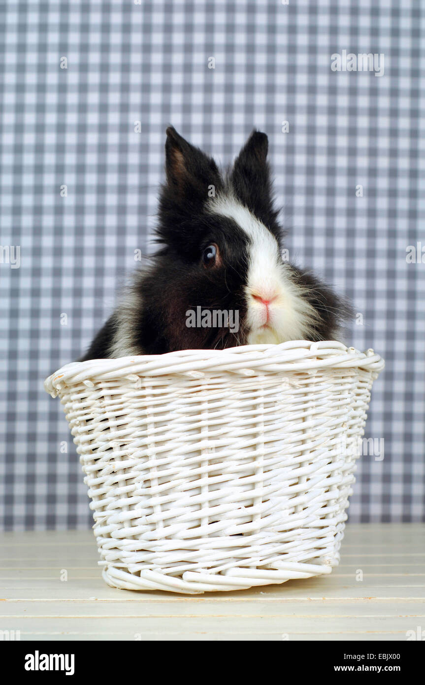 Black And White Lionhead Rabbit