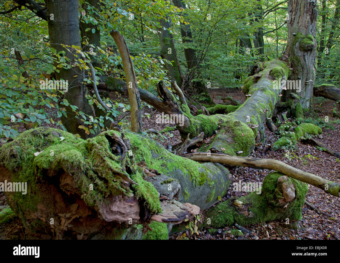 common beech (Fagus sylvatica), dead beech in Urwald Sababurg, Germany ...