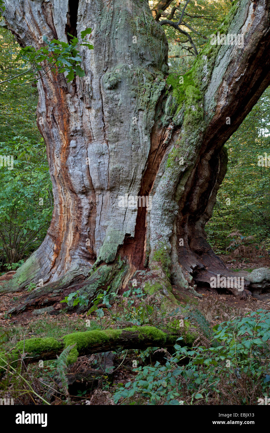 oak (Quercus spec.), old oak in forest Sababurg, Germany, Hesse ...