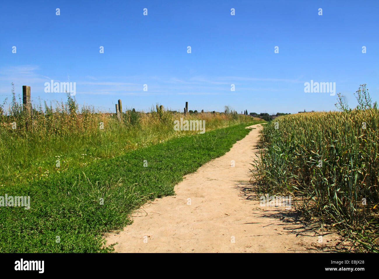 Grain fields hi-res stock photography and images - Alamy