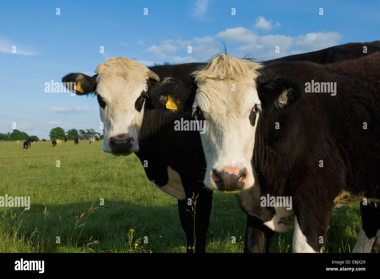 Portrait of two cows hi-res stock photography and images - Alamy