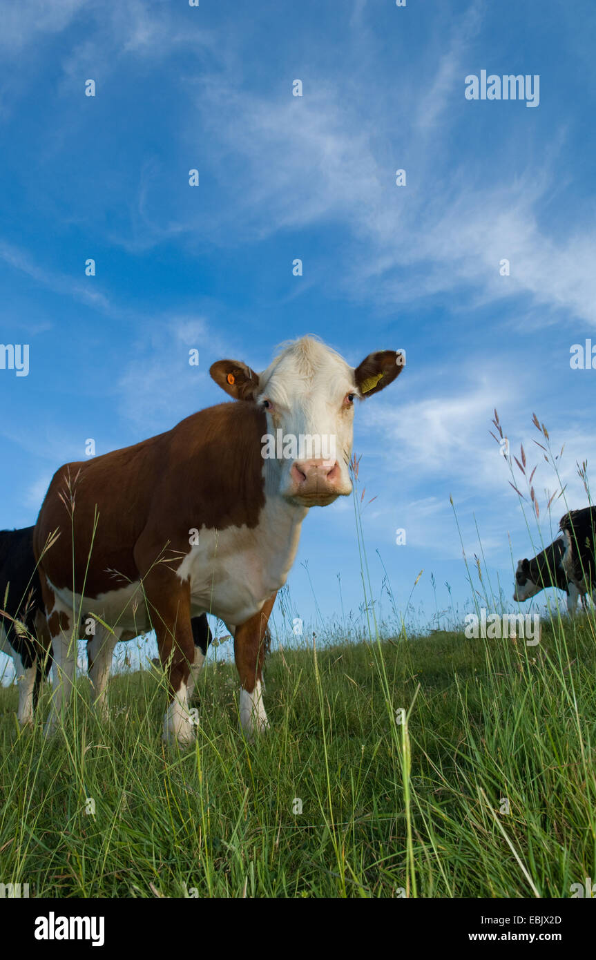 Low angle portrait of a cow in field Stock Photo - Alamy