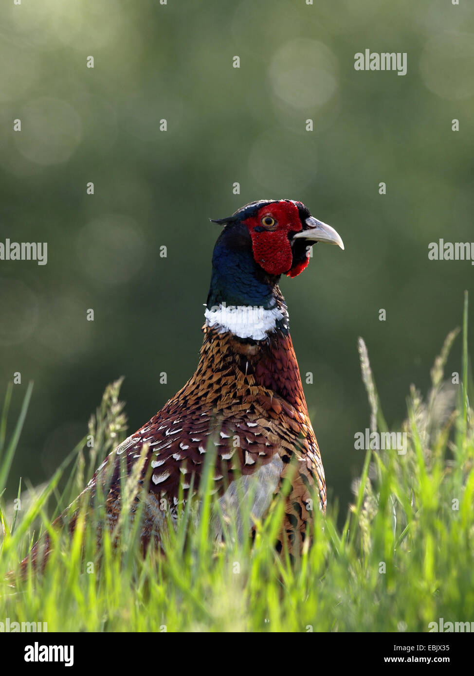 Caucasian pheasants hi-res stock photography and images - Alamy