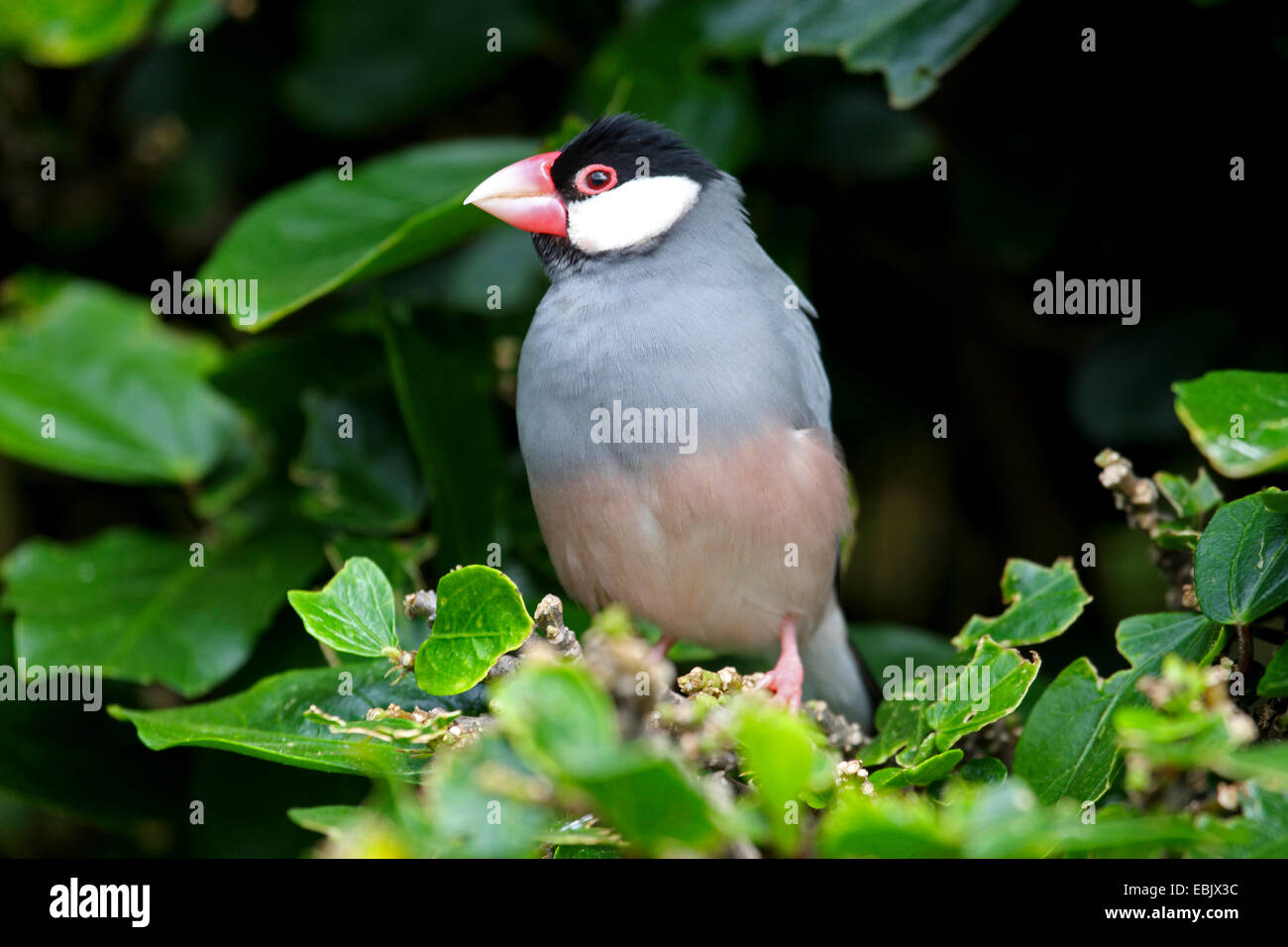 Rice finch hi-res stock photography and images - Alamy