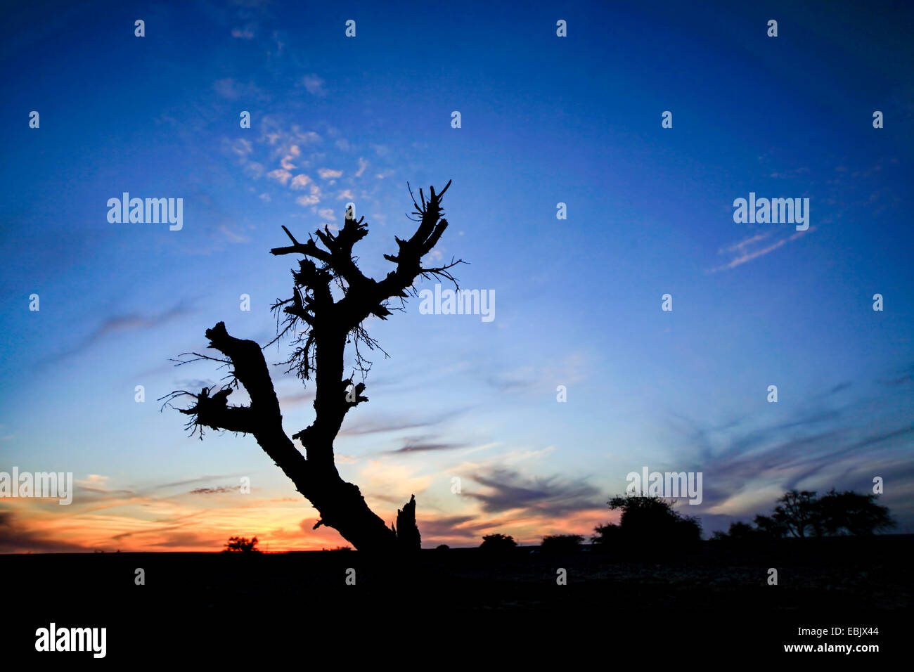 Dry parched tree in a desert landscape at sunset Stock Photo - Alamy
