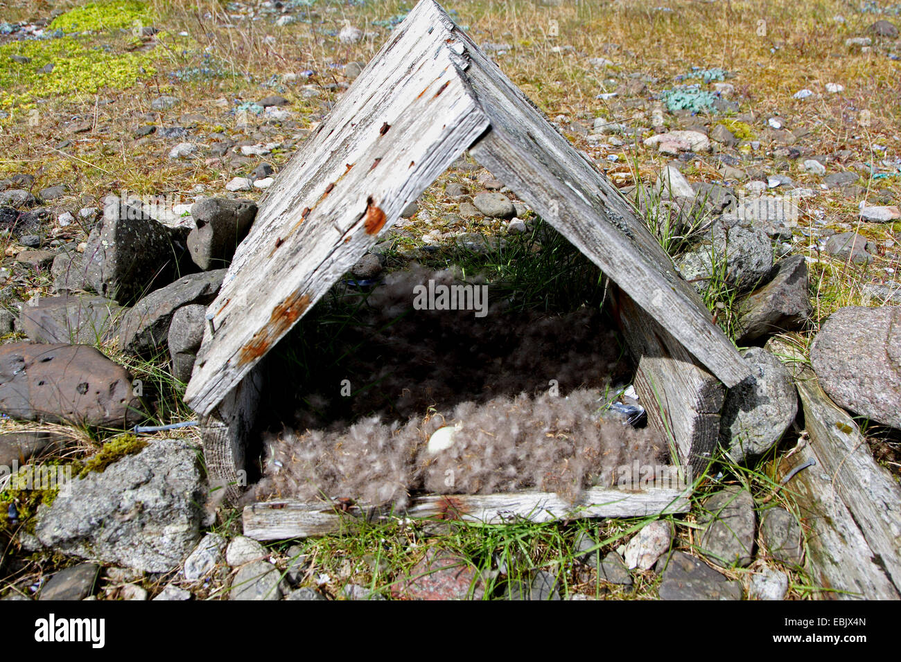 Common eider (Somateria mollissima), nest box, Iceland Stock Photo - Alamy