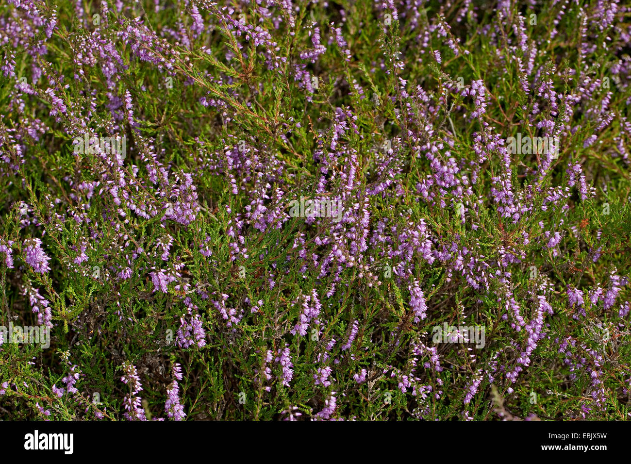 heather, ling (Calluna vulgaris), blooming, Germany Stock Photo - Alamy