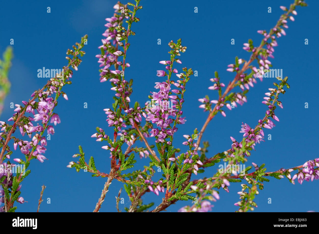heather, ling (Calluna vulgaris), blooming twigs, Germany Stock Photo ...