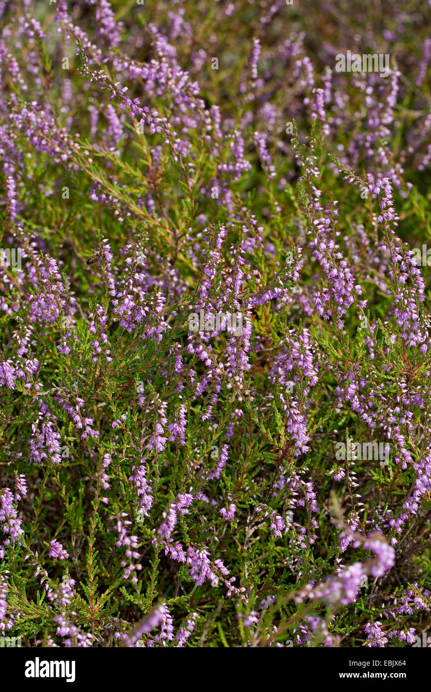 heather, ling (Calluna vulgaris), blooming, Germany Stock Photo - Alamy