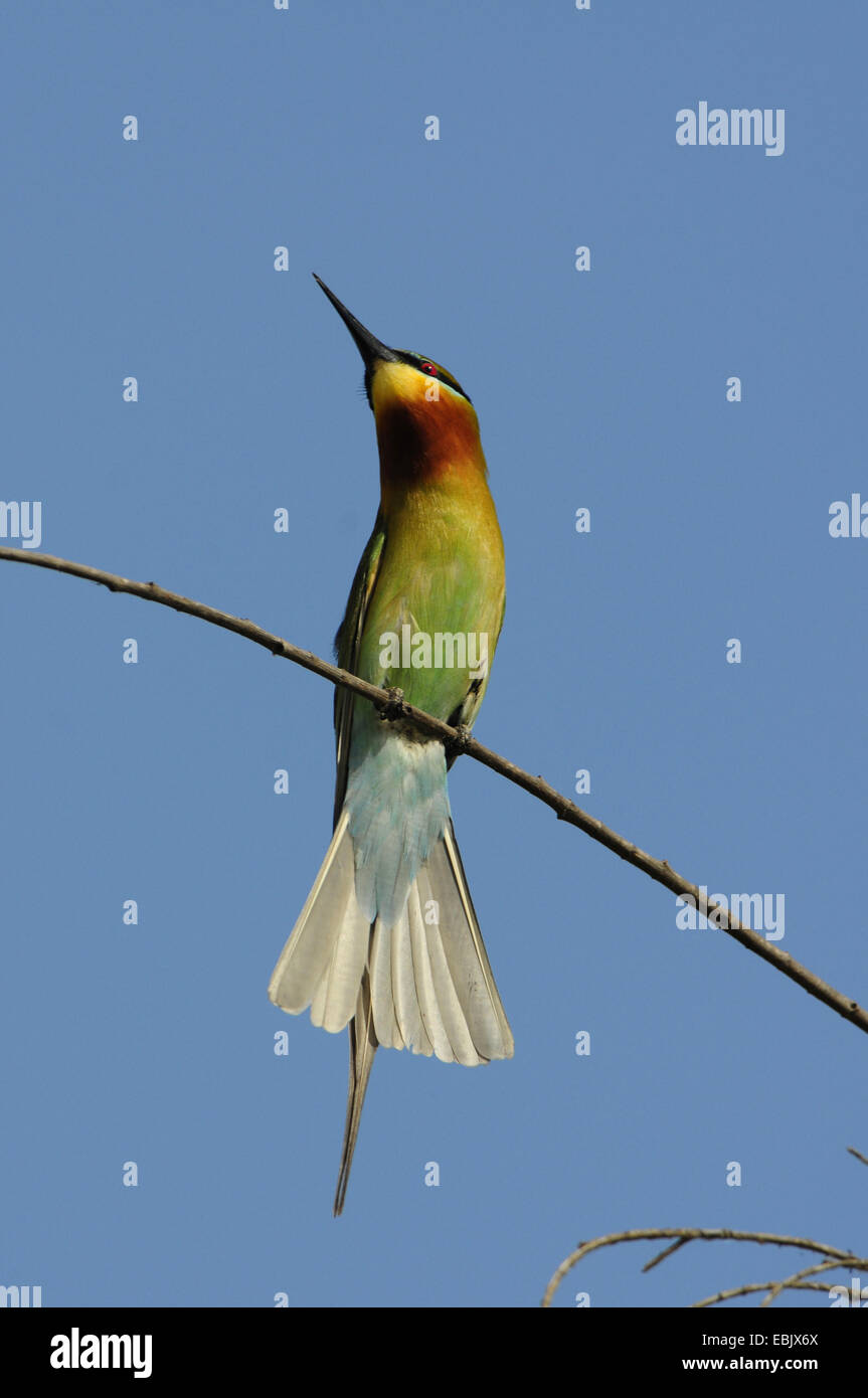 Blue-tailed Bee-eater (Merops philippinus ), sitting on a twig, Sri ...