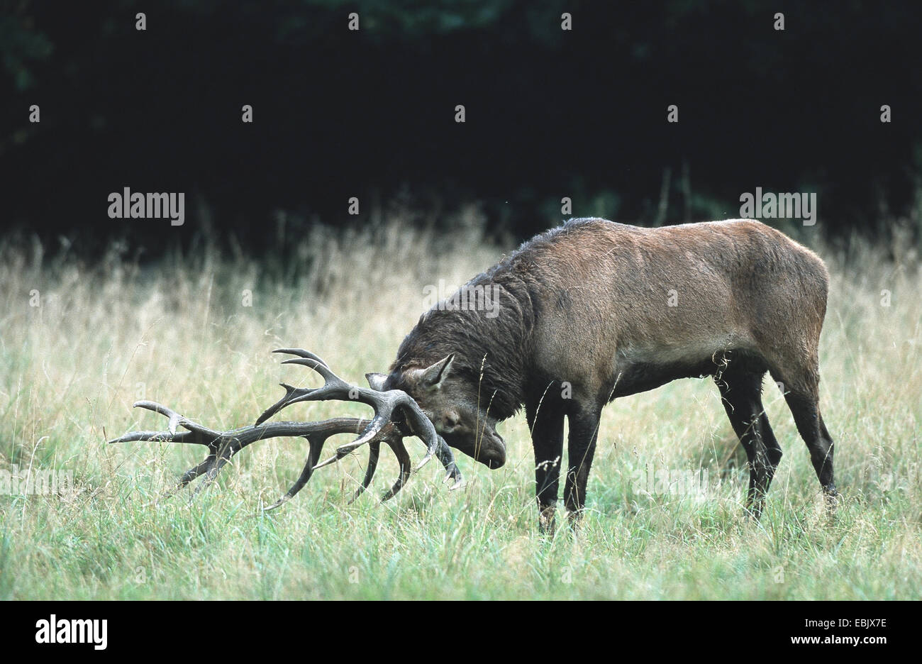 Red deer in forest hi-res stock photography and images - Alamy