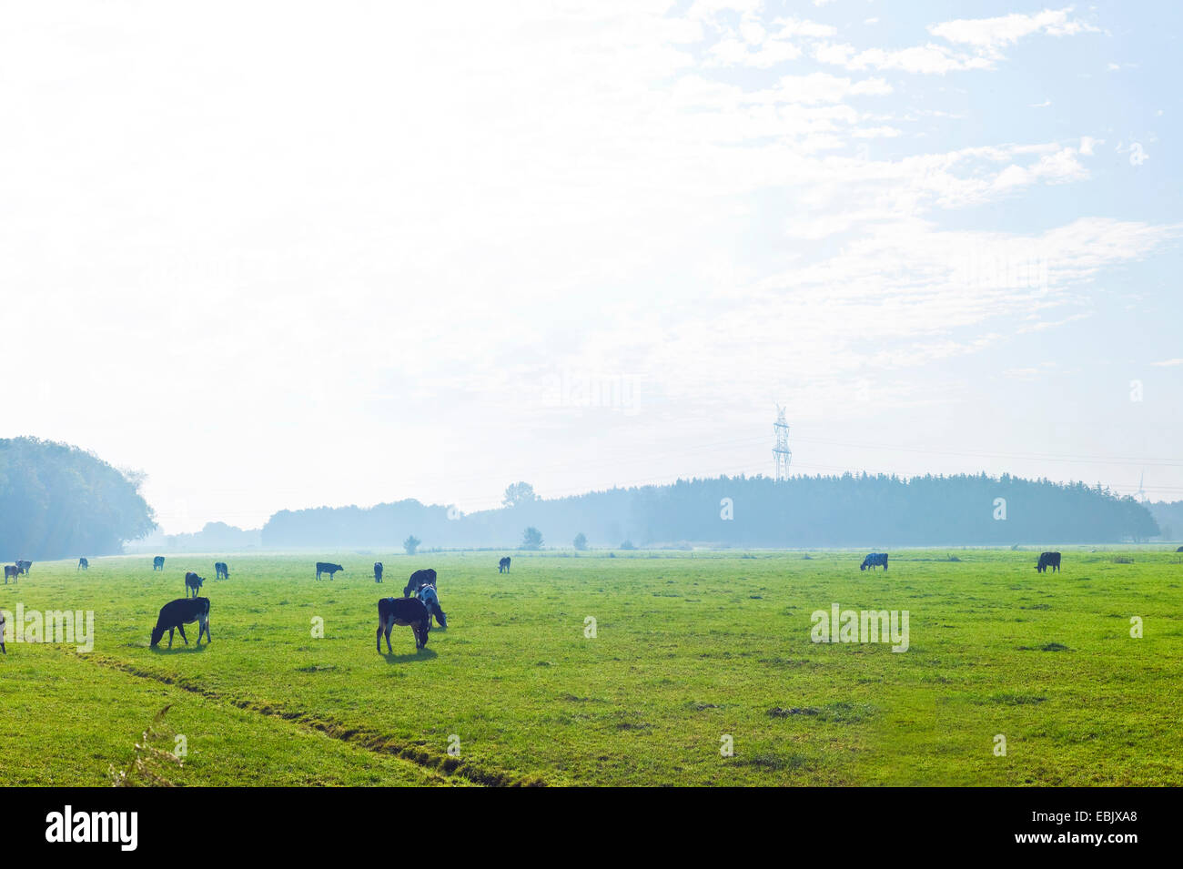 domestic cattle (Bos primigenius f. taurus), cattles on pasture ...