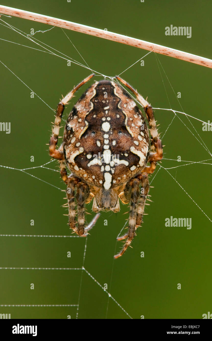 cross orbweaver, European garden spider, cross spider (Araneus ...
