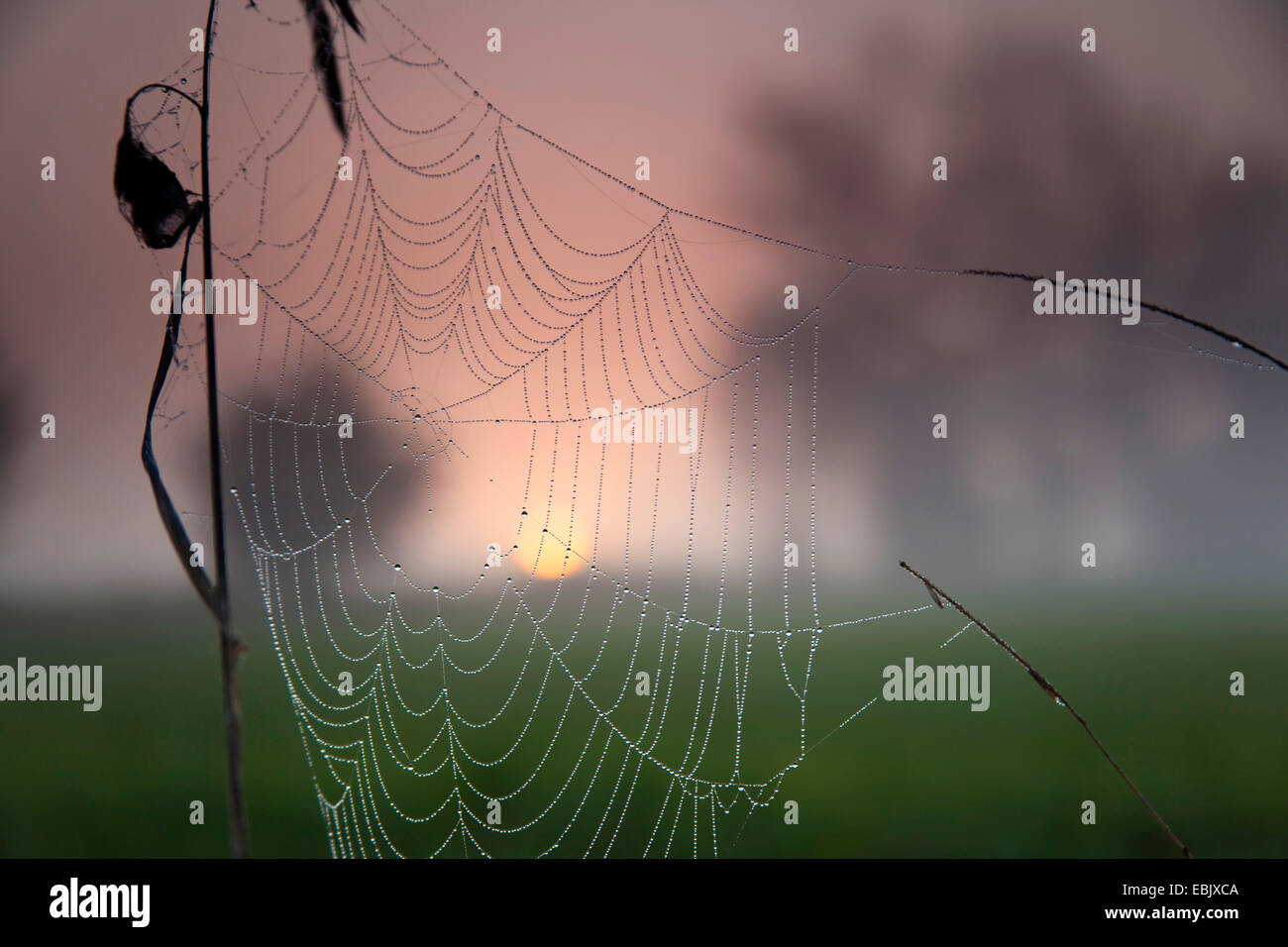 Spider webs between grasses hi-res stock photography and images - Alamy