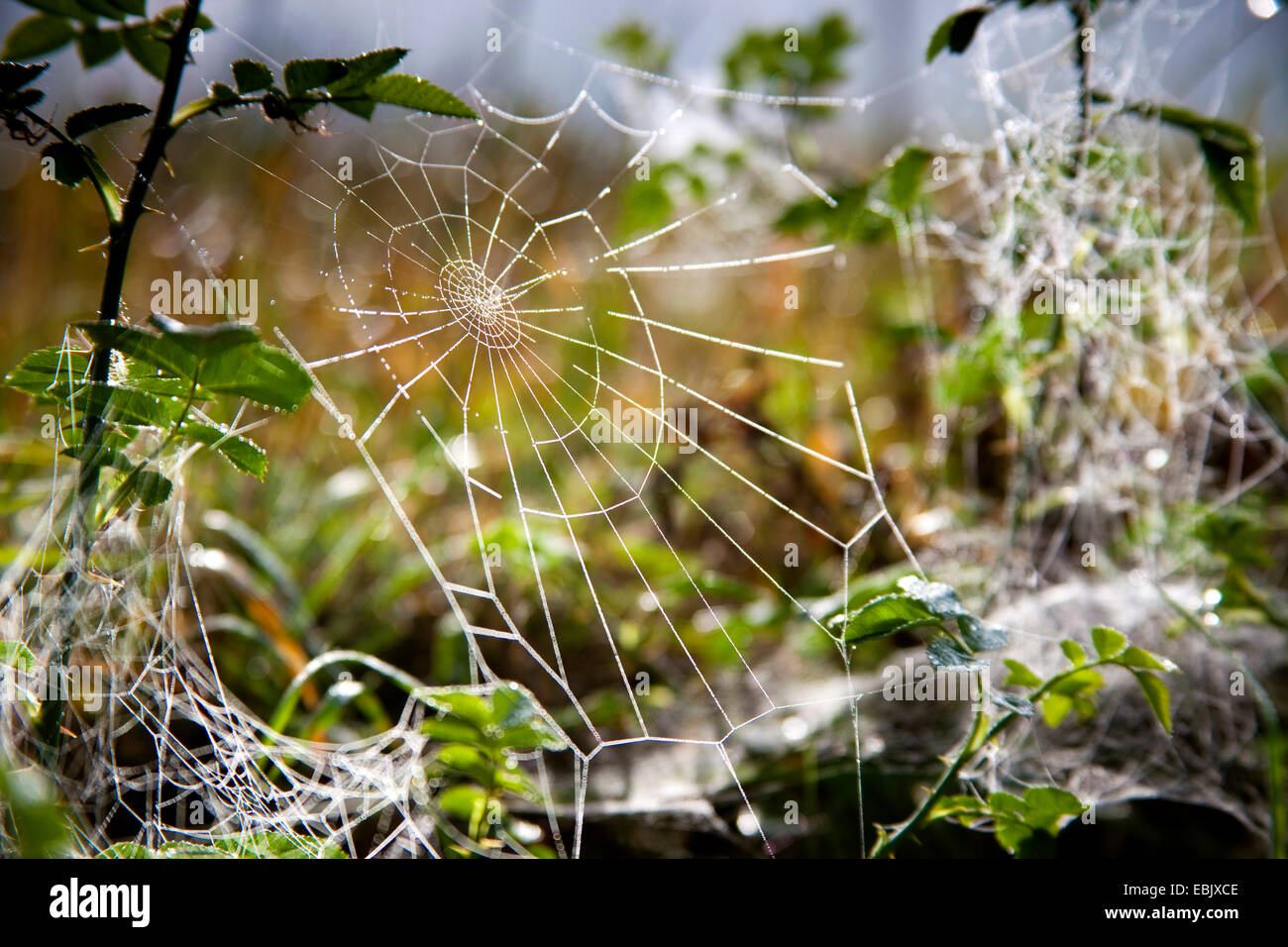spider web at the twigs of a rose, Germany, Saxony Stock Photo - Alamy