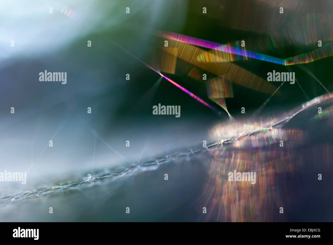 Macro view spider hi-res stock photography and images - Alamy