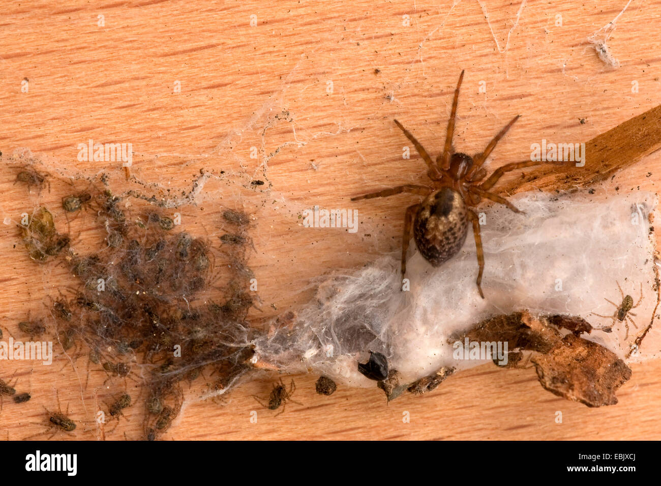 wolf spiders, ground spiders (Lycosidae), mother with juveniles in nest ...