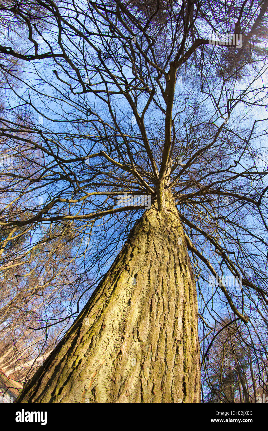 Tree top habitat hi-res stock photography and images - Alamy