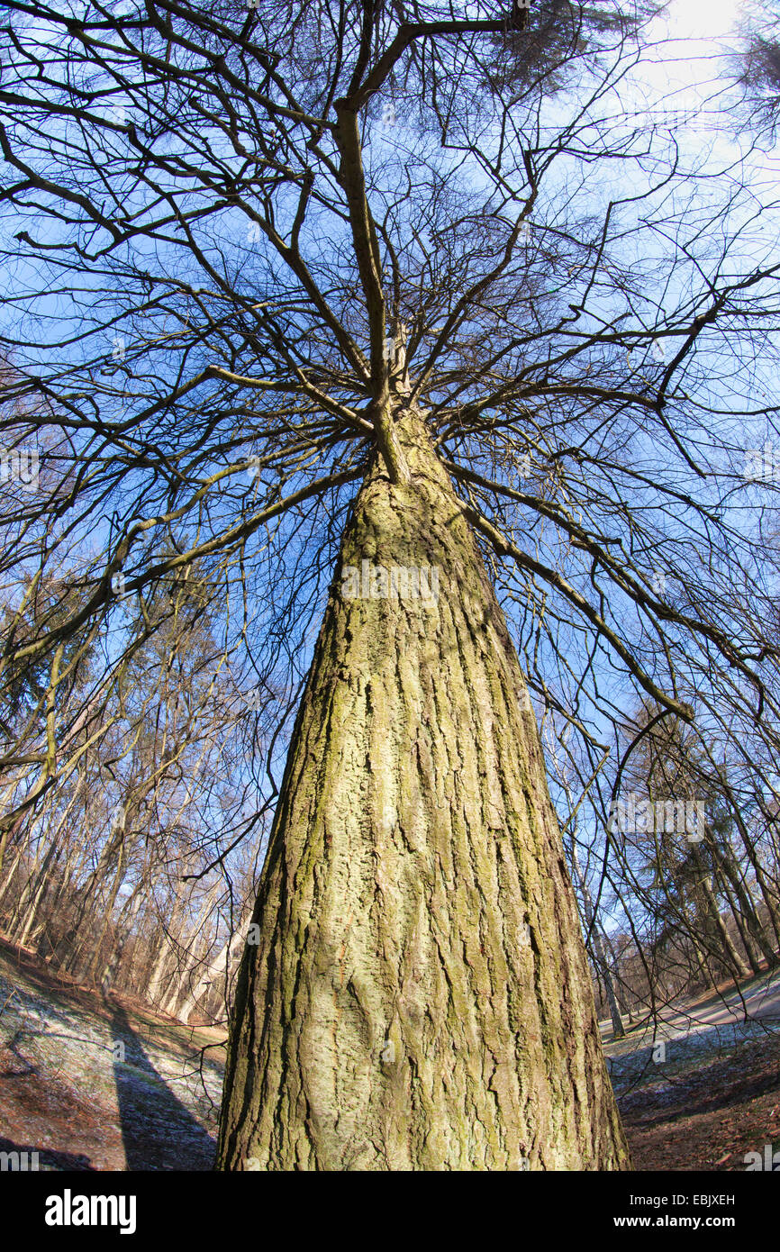 Photo up tree top hi-res stock photography and images - Alamy