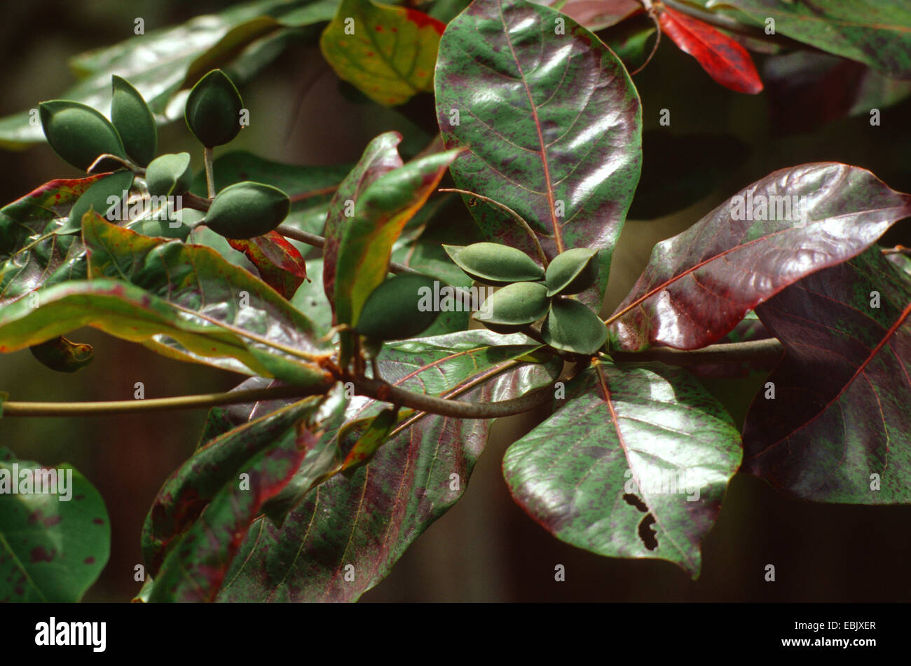 Indian almond (Terminalia catappa), fruits Stock Photo - Alamy