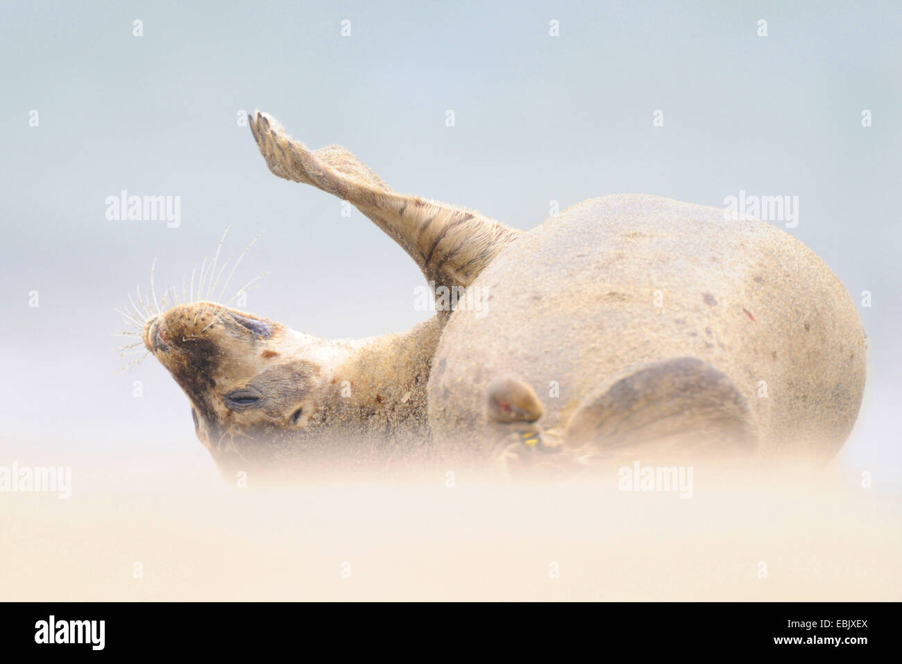 spotted seal, larga seal (Phoca largha), rolling in the sand, Germany ...