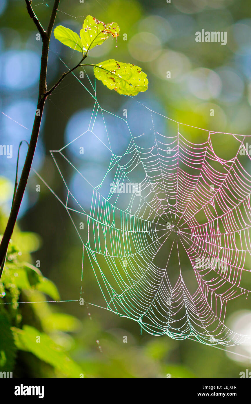 spider web, Germany, Saxony Stock Photo - Alamy