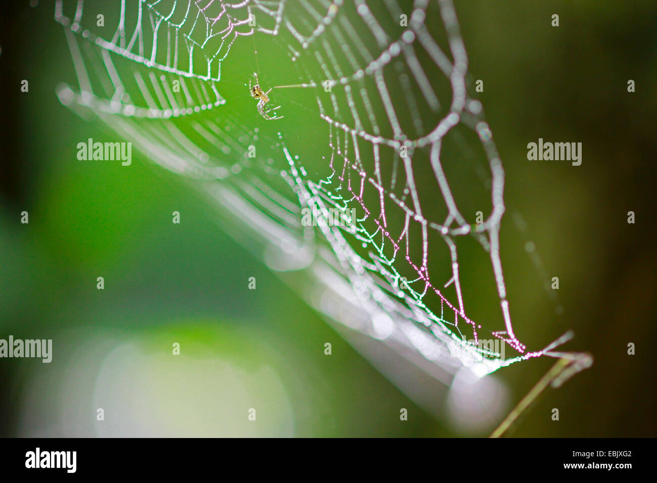 spider in spider web, Germany, Saxony Stock Photo - Alamy